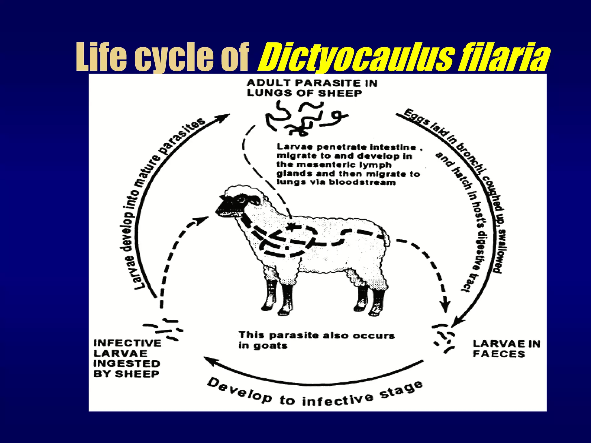 Verminous pneumonia by prof m ghanem | PDF