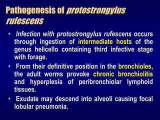 Verminous pneumonia by prof m ghanem | PDF