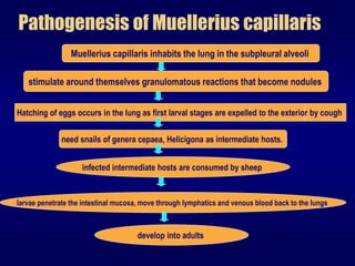 Verminous pneumonia by prof m ghanem | PDF