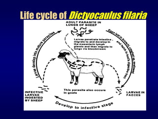 Verminous pneumonia by prof m ghanem | PPT