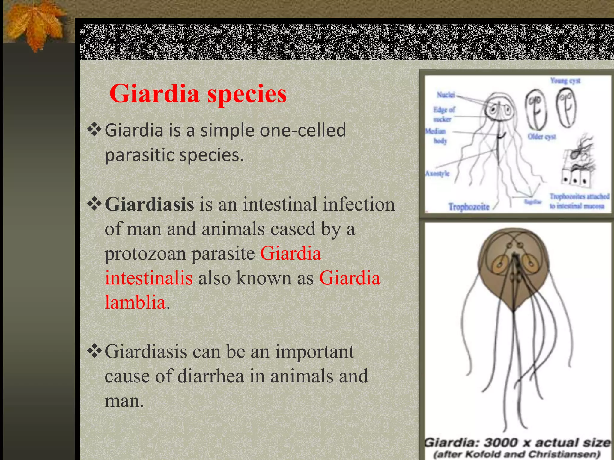 Parasitic protozoa | PPTX | Infectious Diseases | Diseases and Conditions
