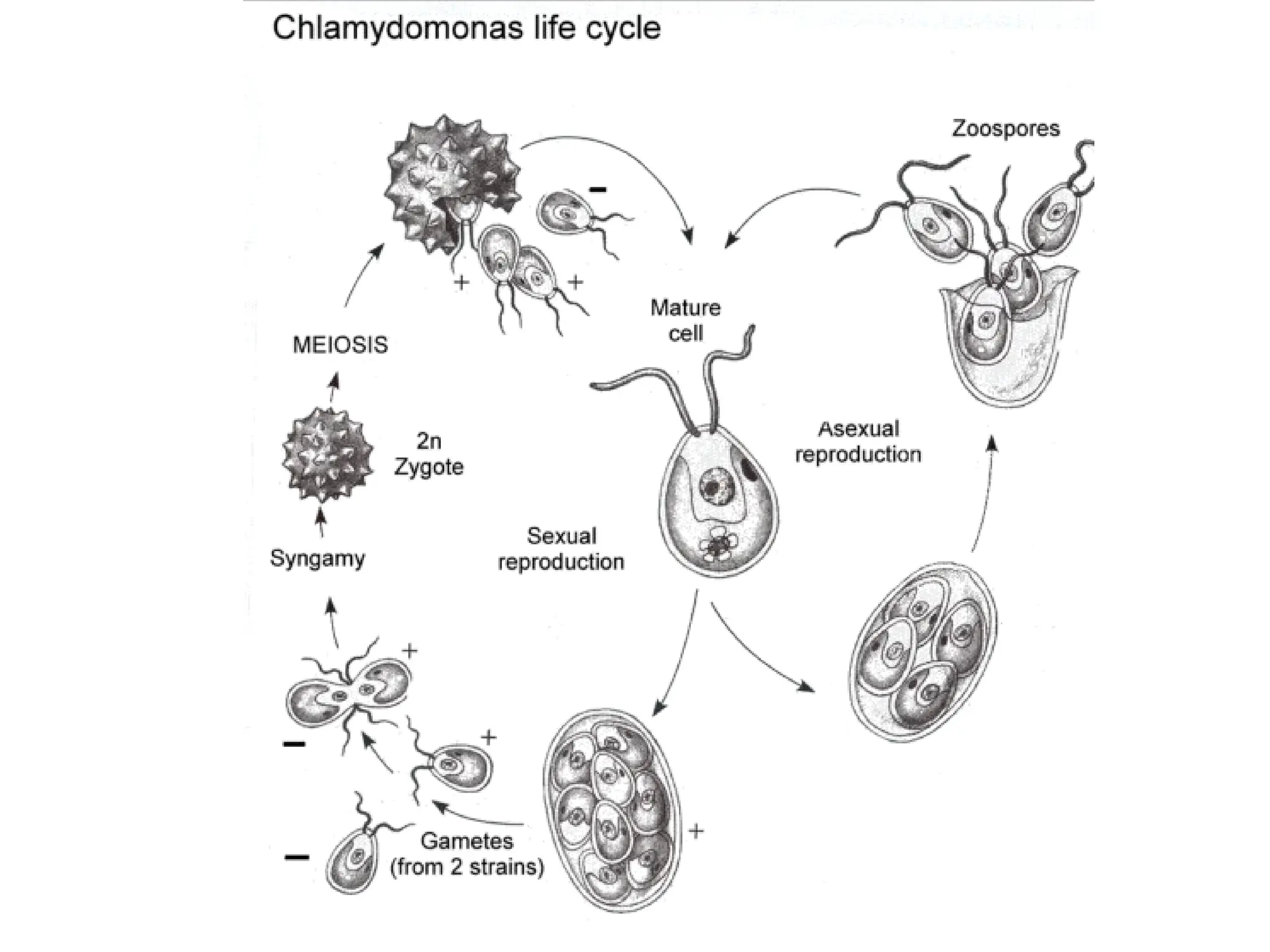 parasitic Protozoa unicellular parasites.ppt