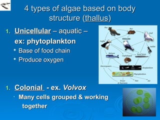 parasitic Protozoa unicellular parasites.ppt