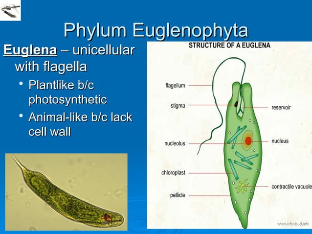 parasitic Protozoa unicellular parasites.ppt