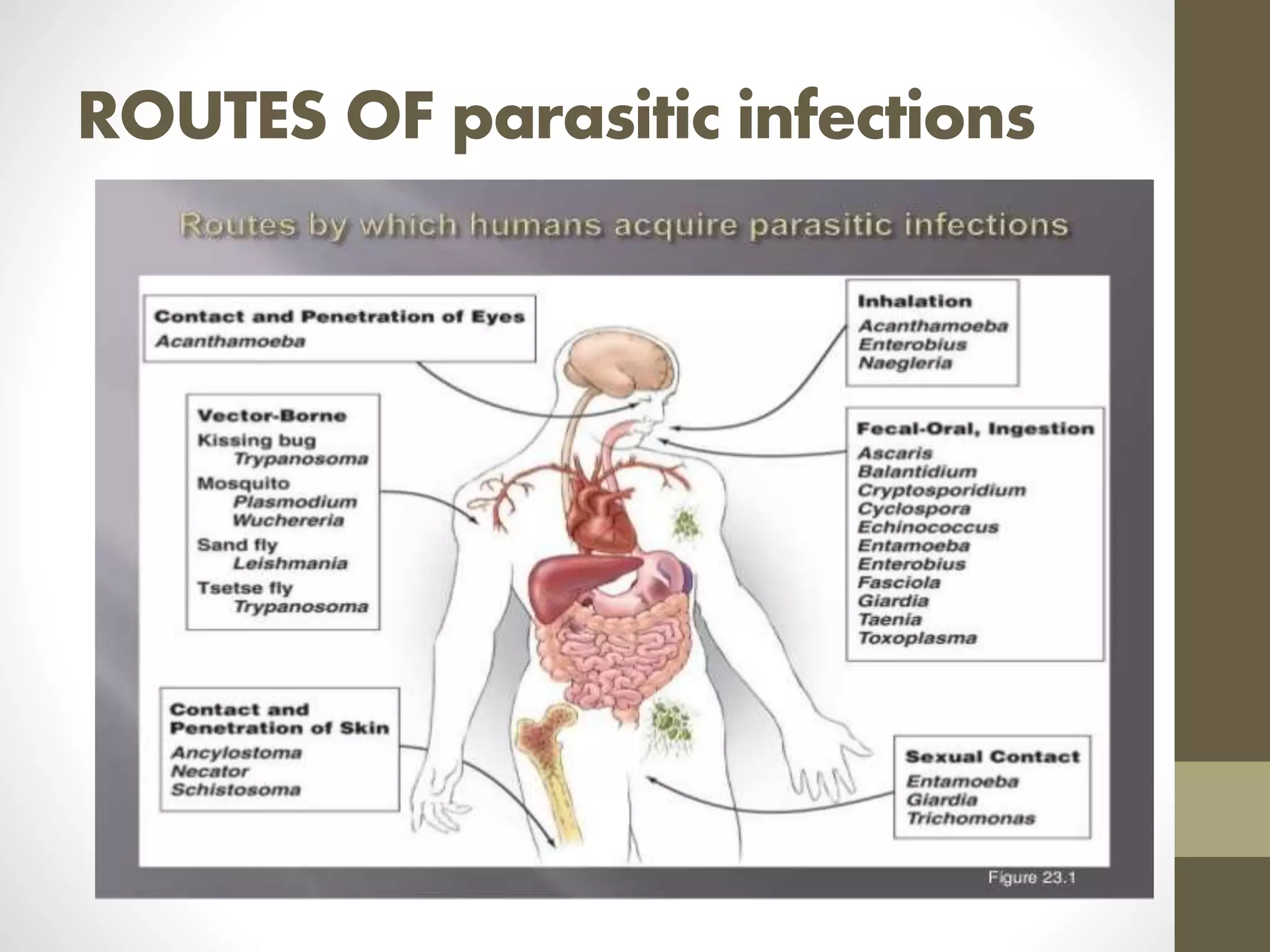 PARASITIC ATTACK ,CAUSES,SYMPTOMS | PPT