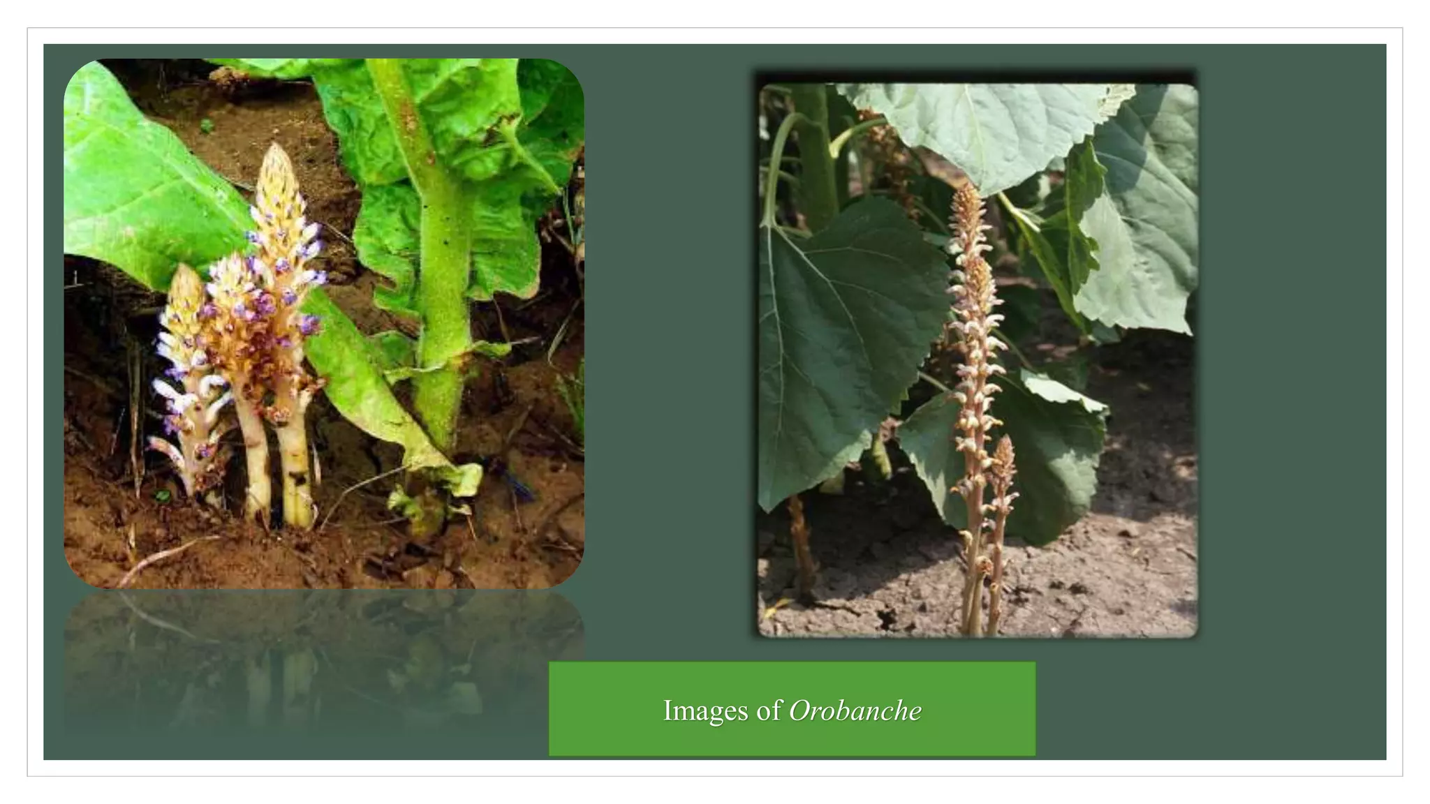 Parasitic weeds | PPTX