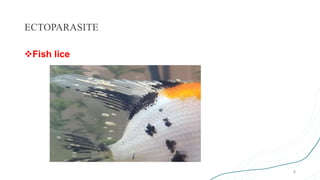 parasitism.pptx
