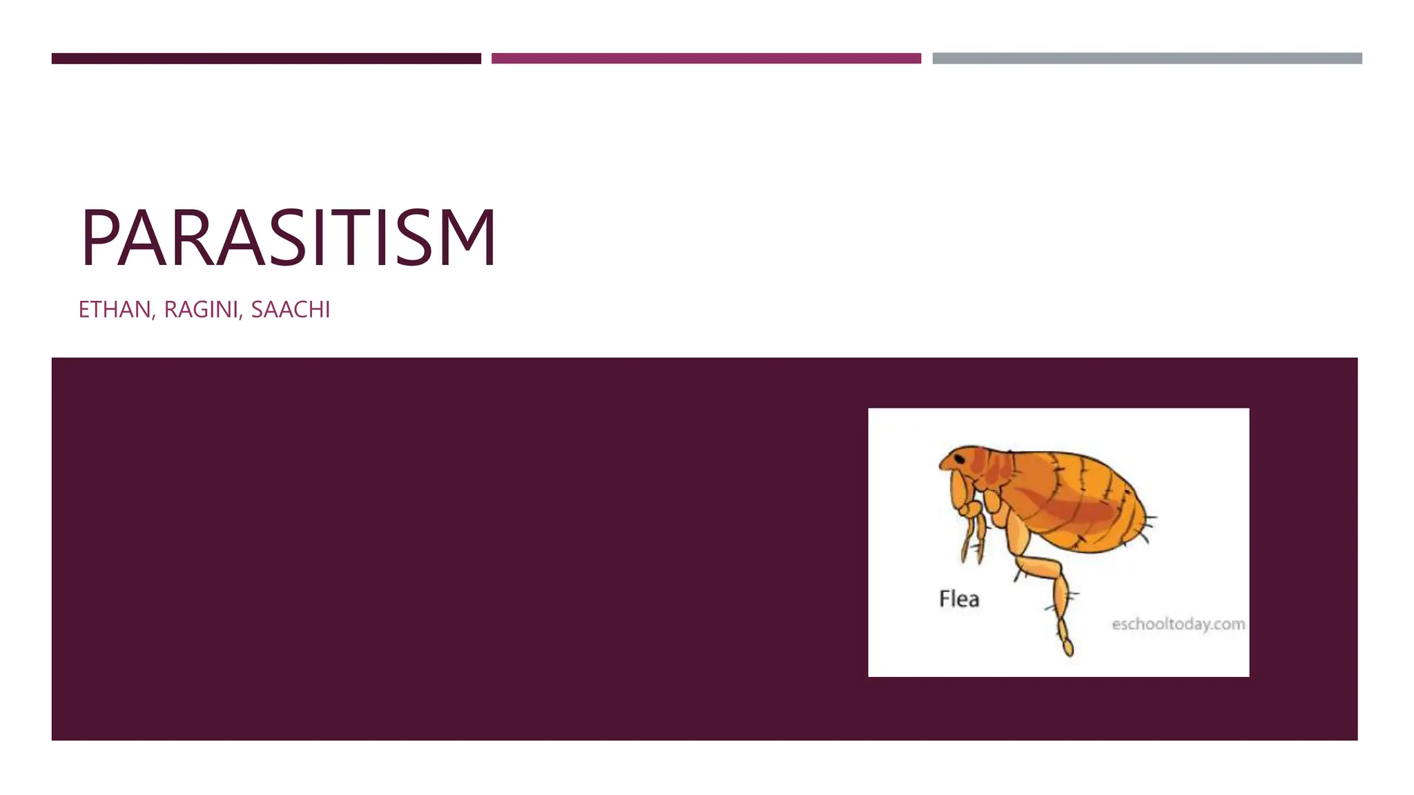 Parasitism for ess topic presentation IB | PPTX