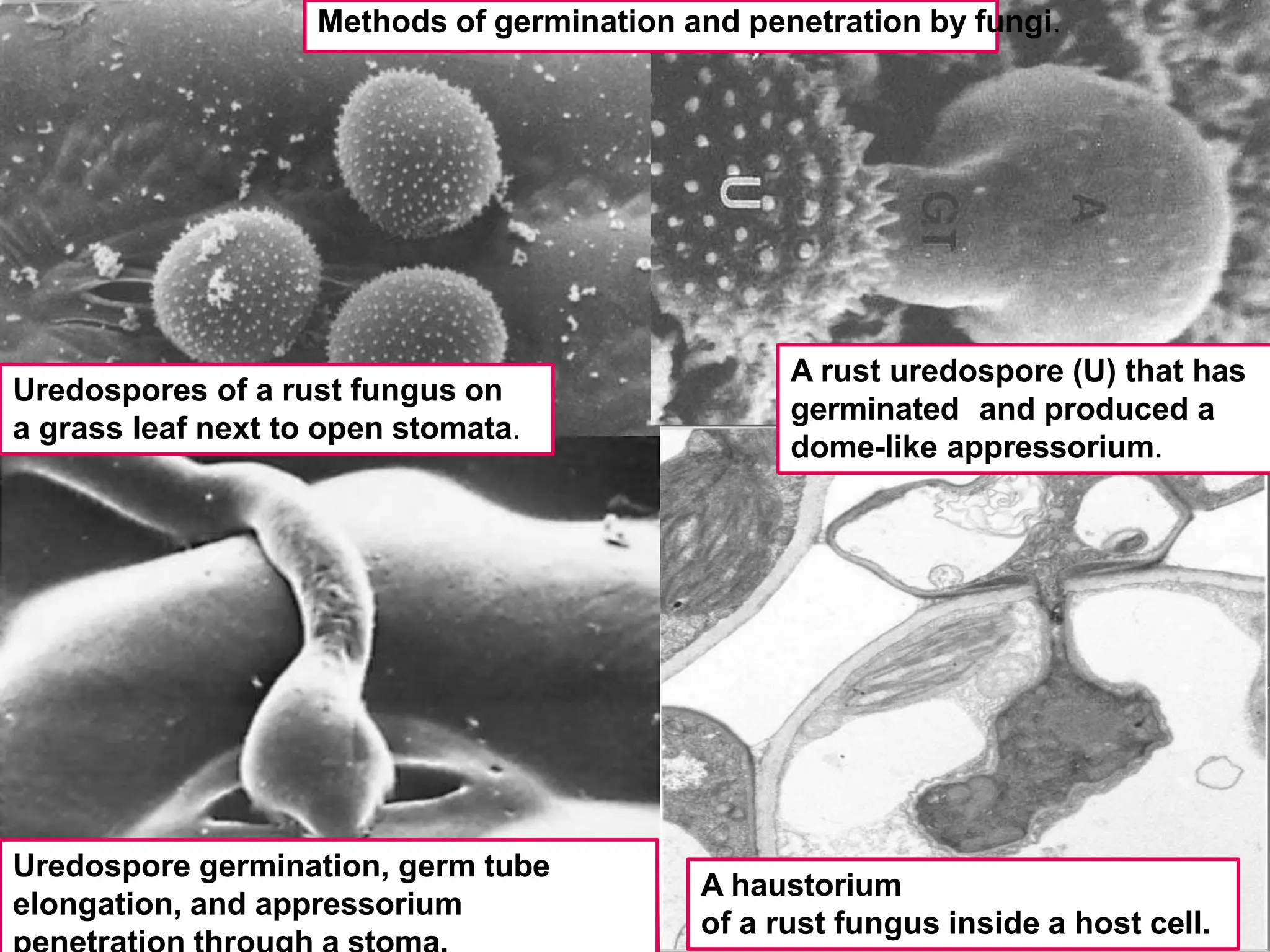 parasitism and disease3-200318131409.pptx