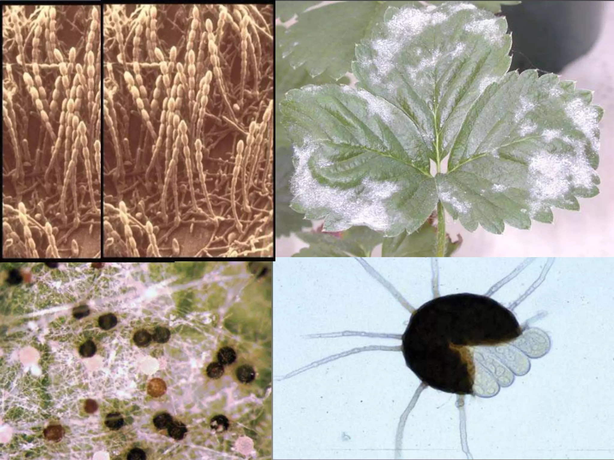 Parasitism and disease | PPTX