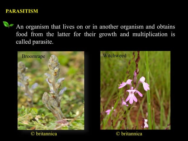 Parasitism and its types | PPTX | Biological Sciences | Science
