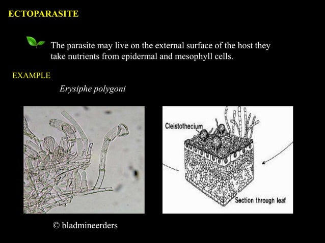Parasitism and its types | PPTX | Biological Sciences | Science