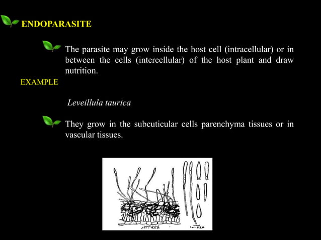 Parasitism and its types | PPTX | Biological Sciences | Science