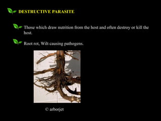 Parasitism and its types | PPTX