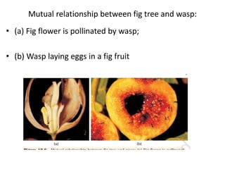 Parasitism to mutualism | PPTX