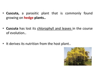 Parasitism to mutualism | PPT