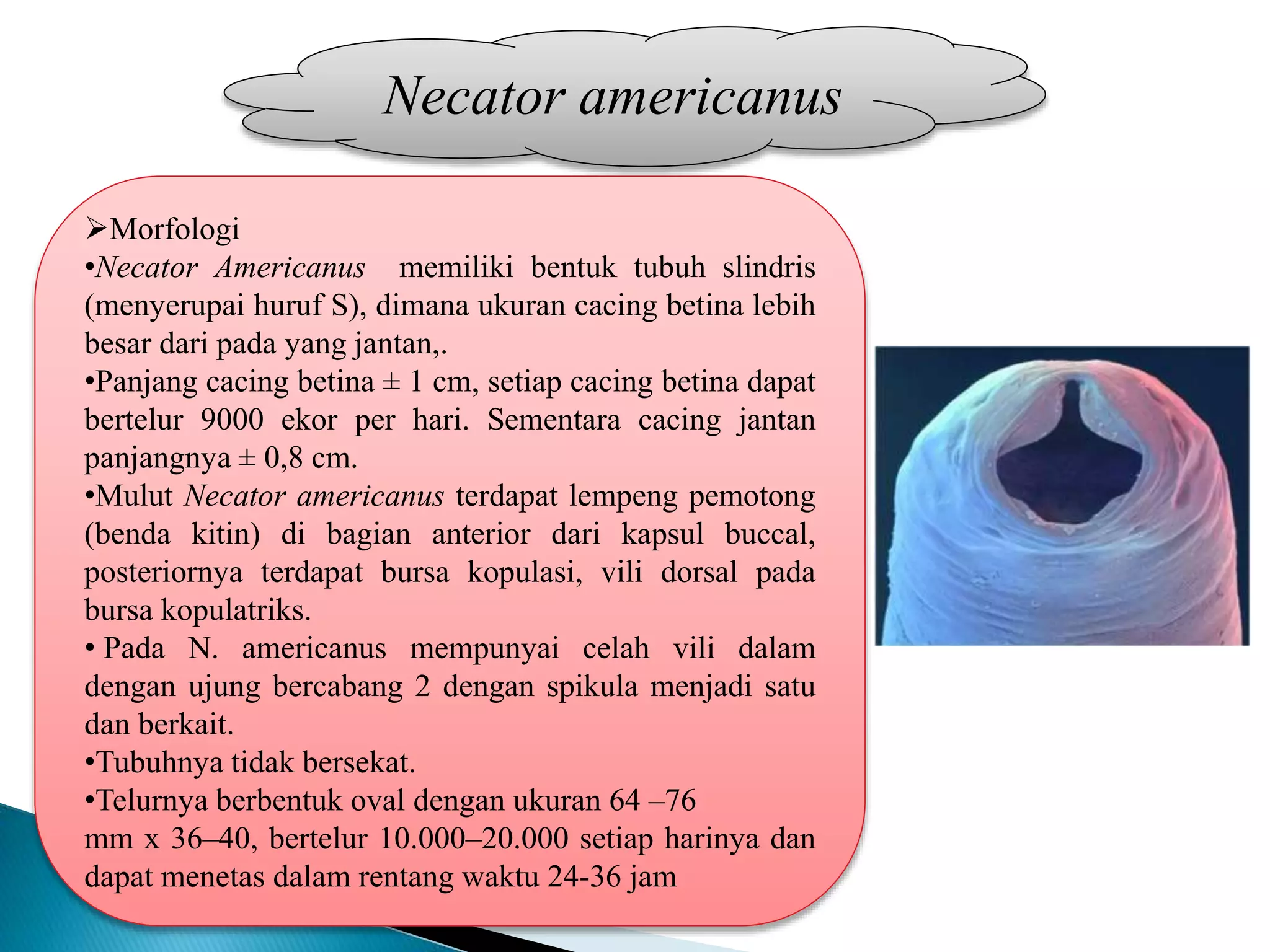 nematoda usus | PPTX