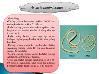 nematoda usus | PPTX