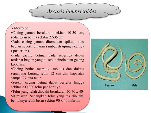 nematoda usus | PPT