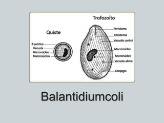Balantidium Coli | PPTX