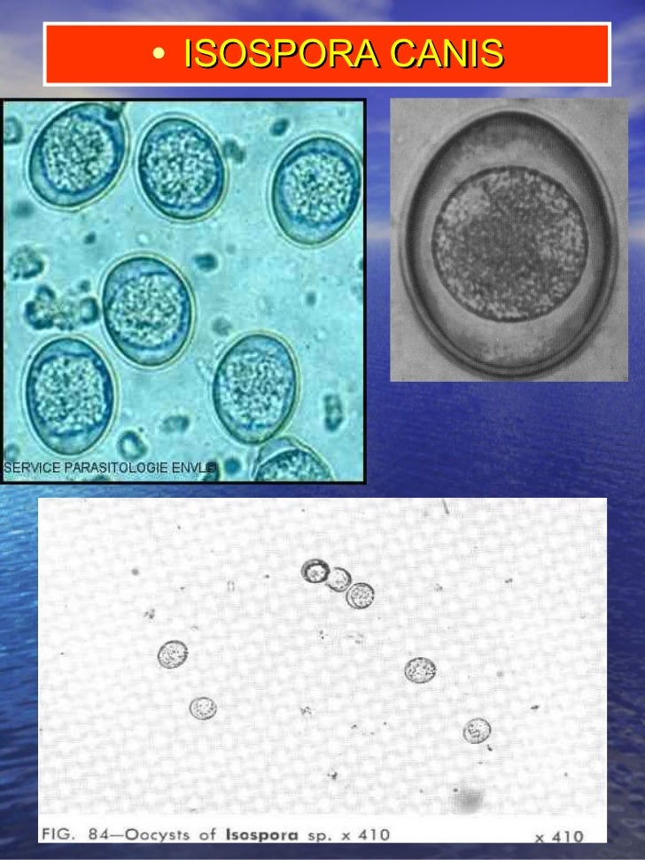 Parasito Caninos Y Felinos