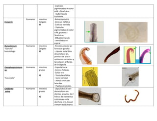 Guia practica para la identificacion de los nematodos con mayor ...