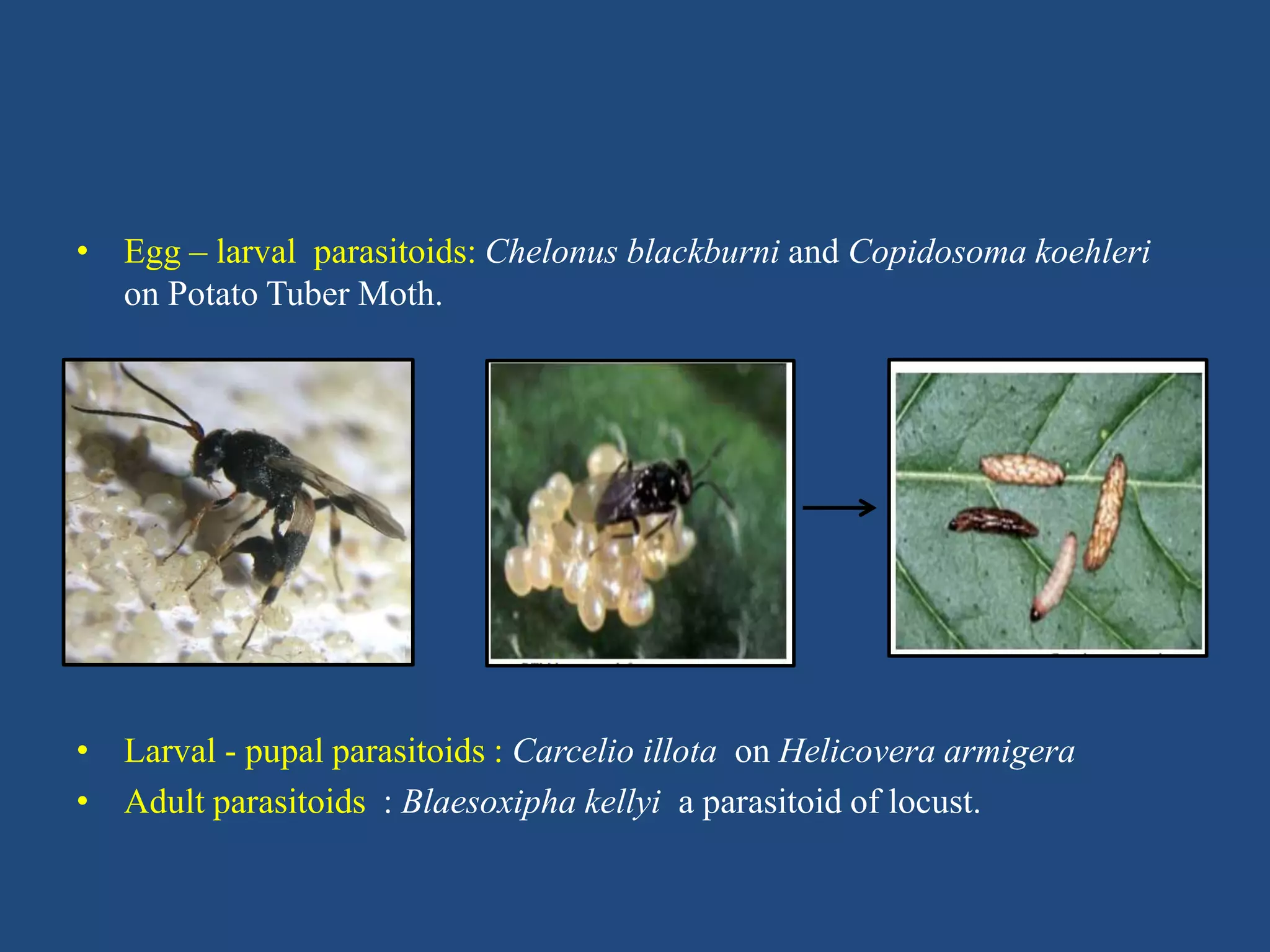 Parasitoids | PPTX