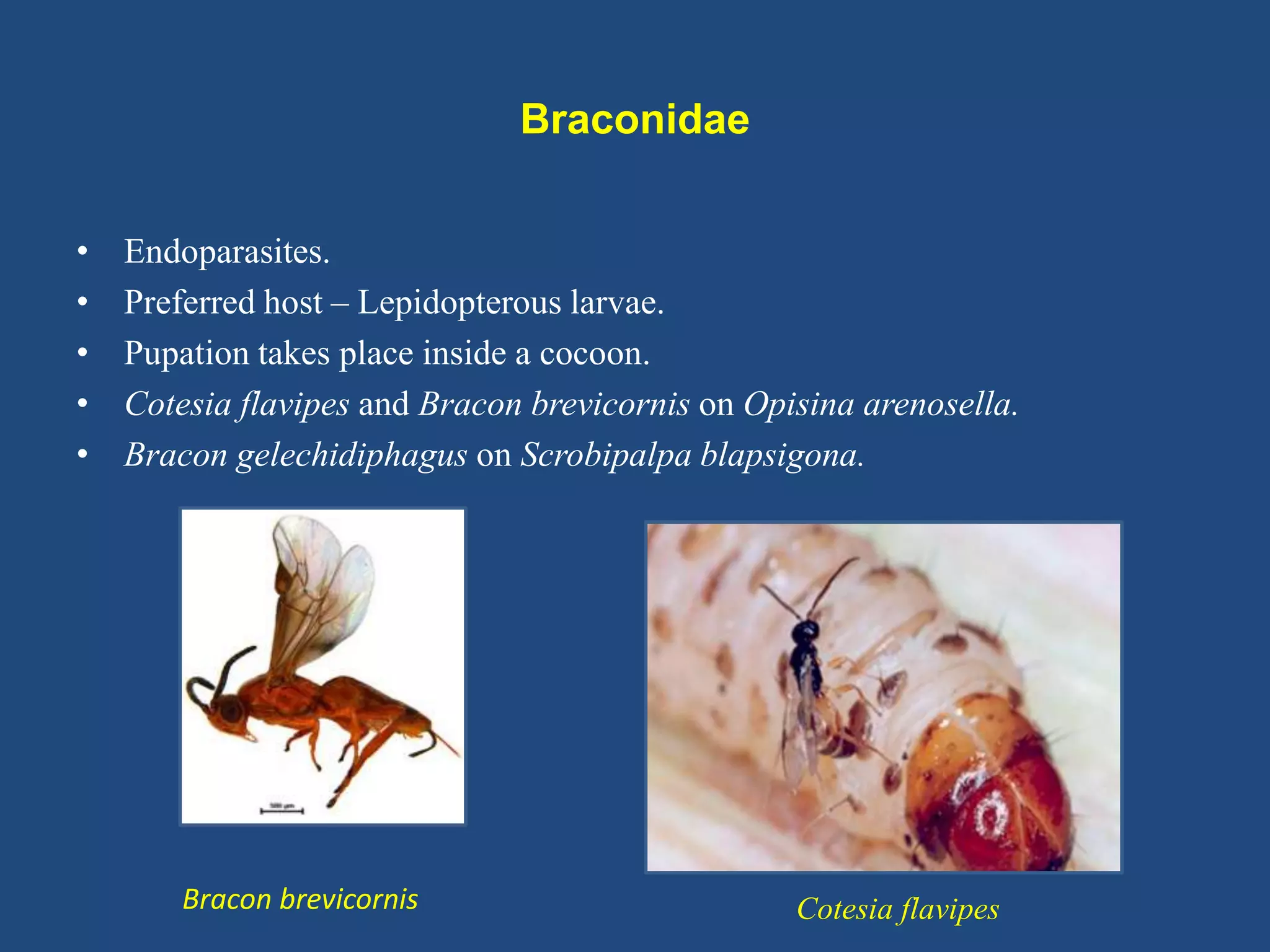 Parasitoids | PPTX