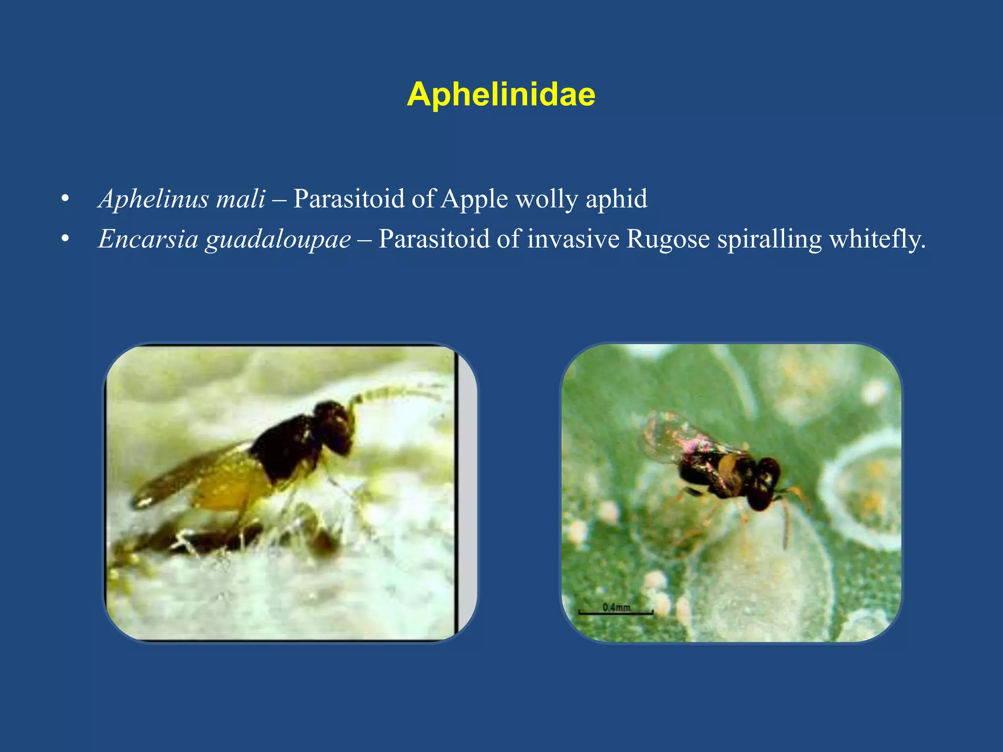 Parasitoids | PPTX | Birdwatching | Hobbies & Interests