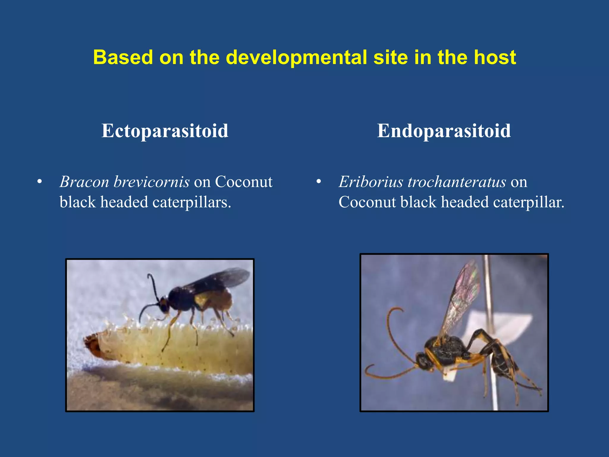 Parasitoids | PPTX