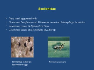 Parasitoids | PPTX