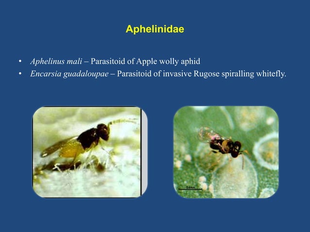 Parasitoids | PPTX | Birdwatching | Hobbies & Interests