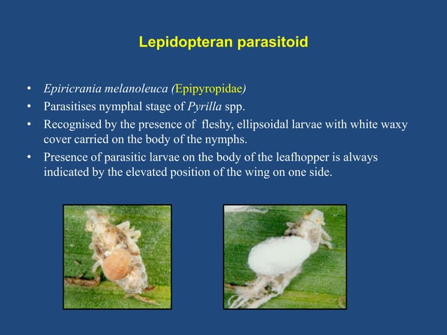 Parasitoids | PPTX | Birdwatching | Hobbies & Interests