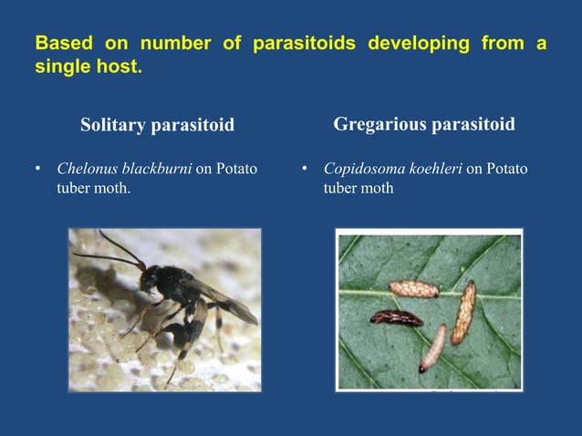 Parasitoids | PPTX | Birdwatching | Hobbies & Interests