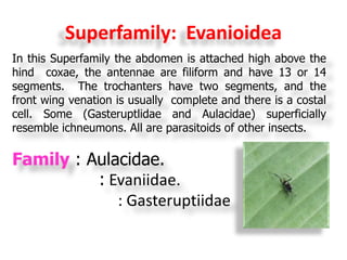 Study of hymenopteran Parasitoids.pptx