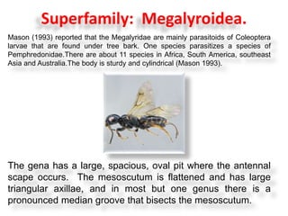 Study of hymenopteran Parasitoids.pptx