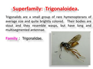 Study of hymenopteran Parasitoids.pptx