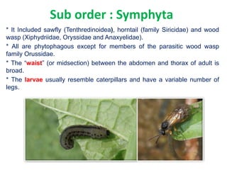 Study of hymenopteran Parasitoids.pptx