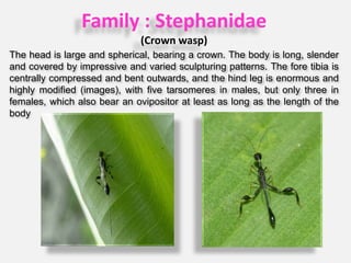 Study of hymenopteran Parasitoids.pptx