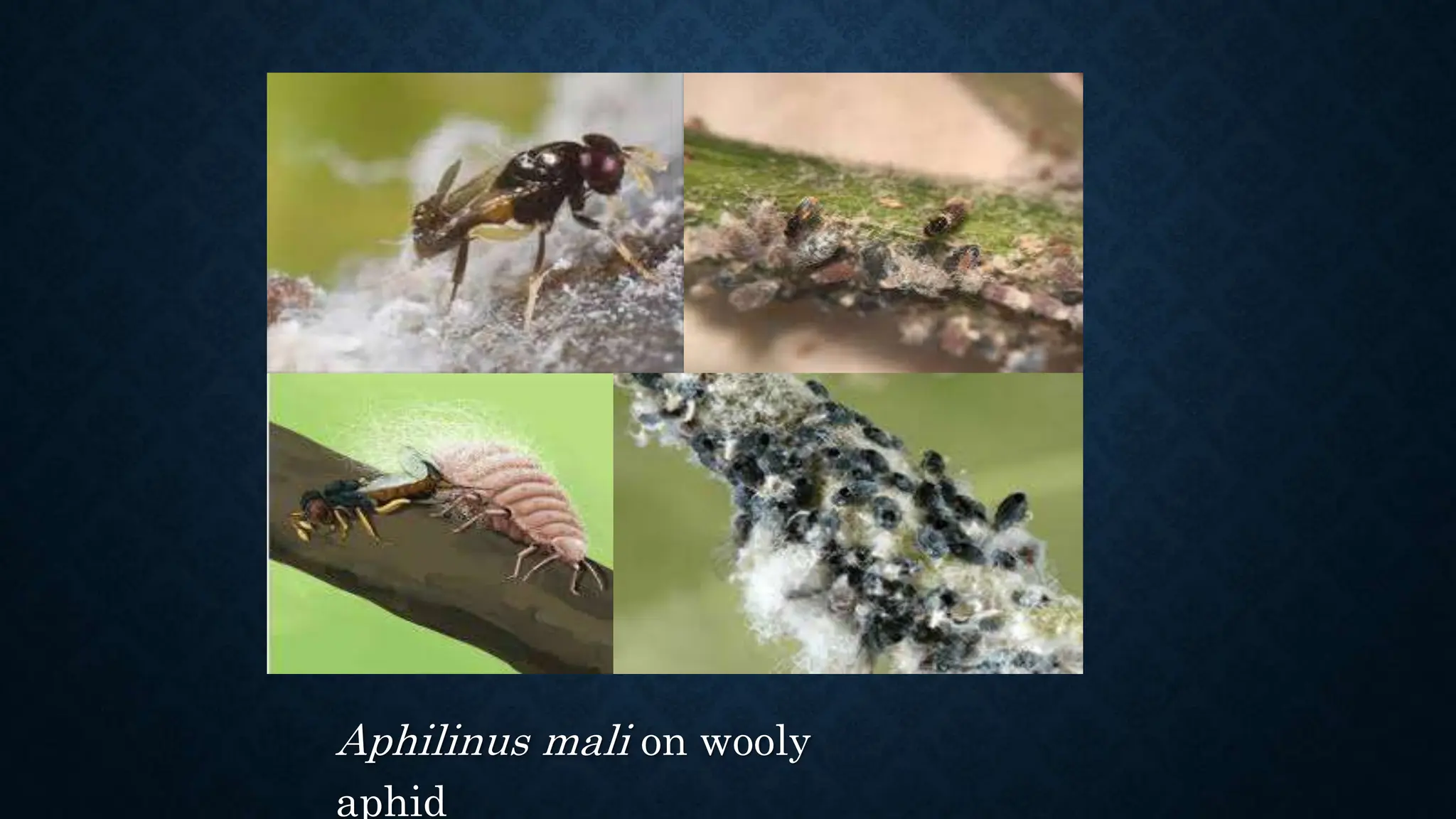 Parasitoids.pptx