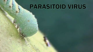 Parasitoids.pptx