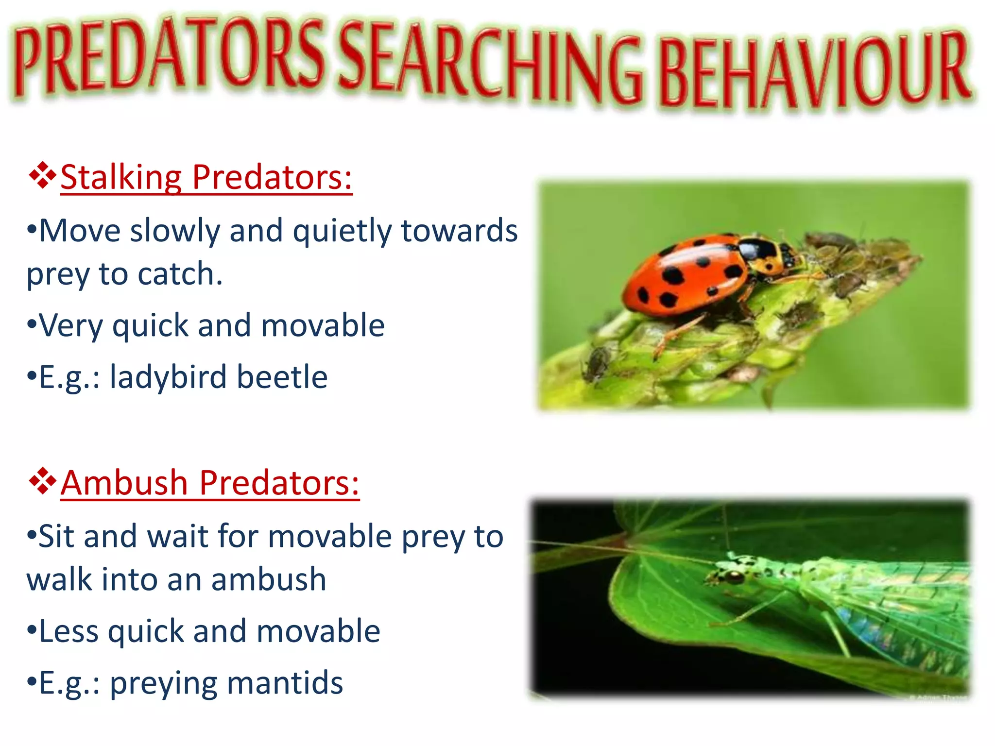 Parasitoids and Predators, their attributes. | PPTX