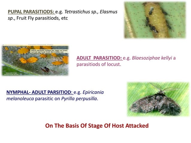 Parasitoids and Predators, their attributes. | PPTX