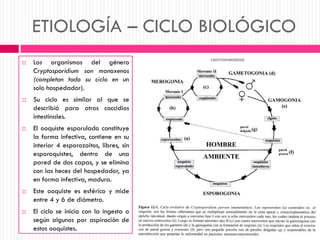 CRYPTOSPORIDIUM PARVUM | PDF