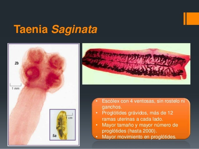 Parasitología - Céstodos