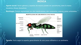 Parasitología y Microbiología Artrópodos.pptx