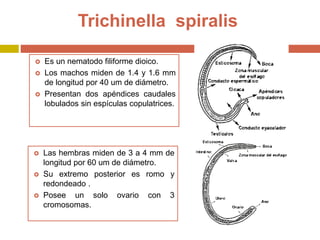 Parasitologia - Trichinella spiralis | PPTX