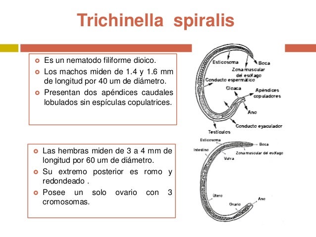 Parasitologia - Trichinella spiralis