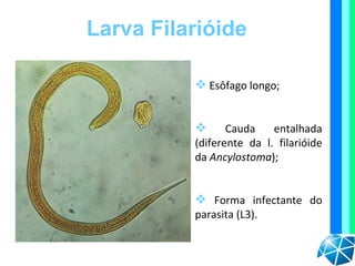 Strongyloides stercoralis hyperinfection in a patient with aids | PPT