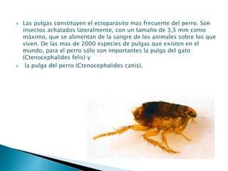 Pulgas | PPTX
